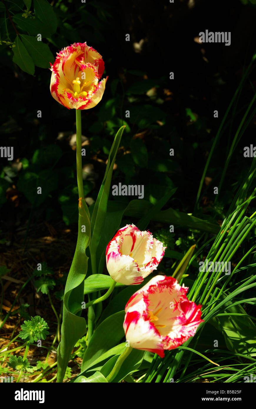 Frilled tulip hi-res stock photography and images - Alamy