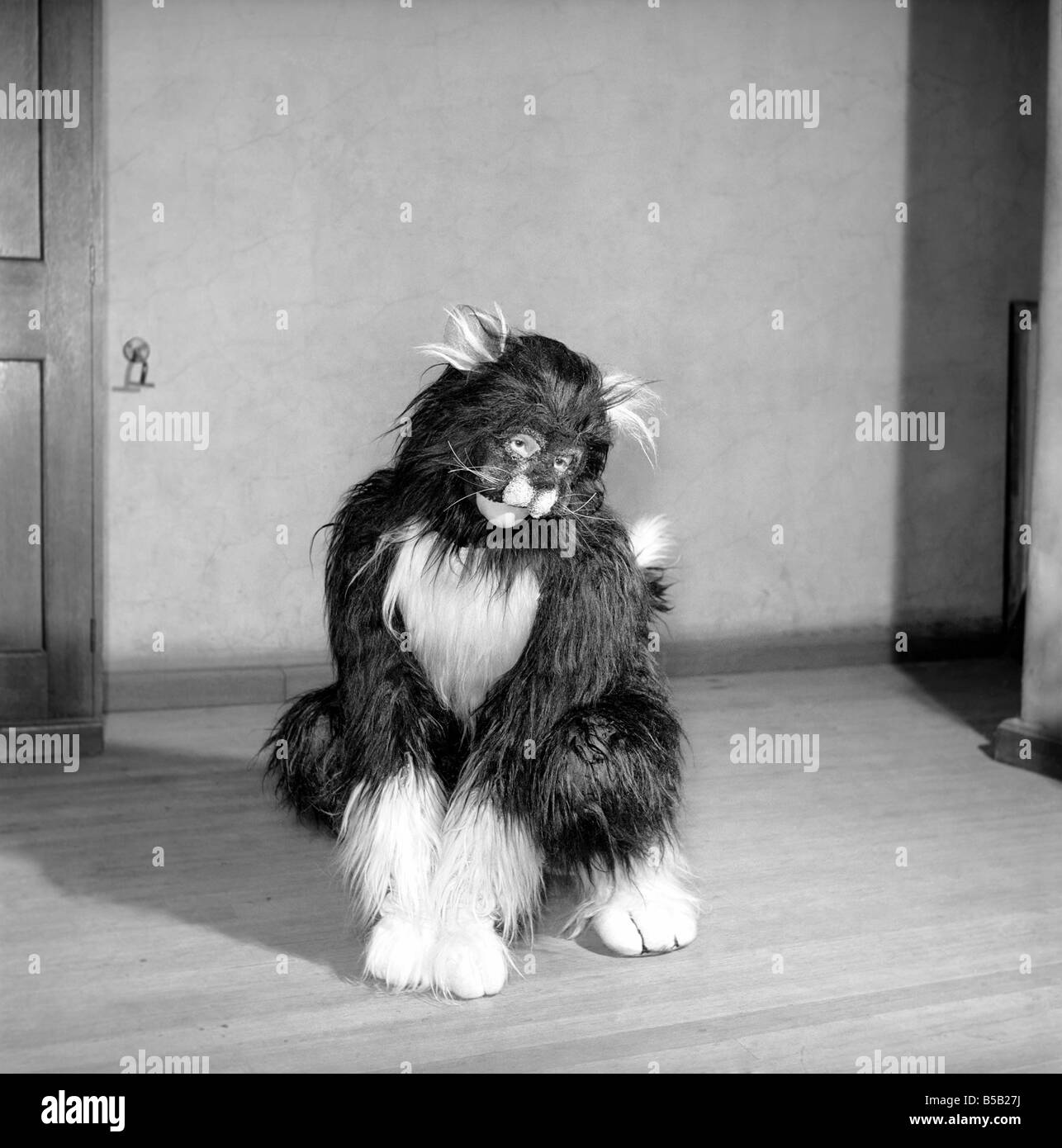 Pantomime cat: Actress Jeanie Craig as Tommy the cat in Dick ...