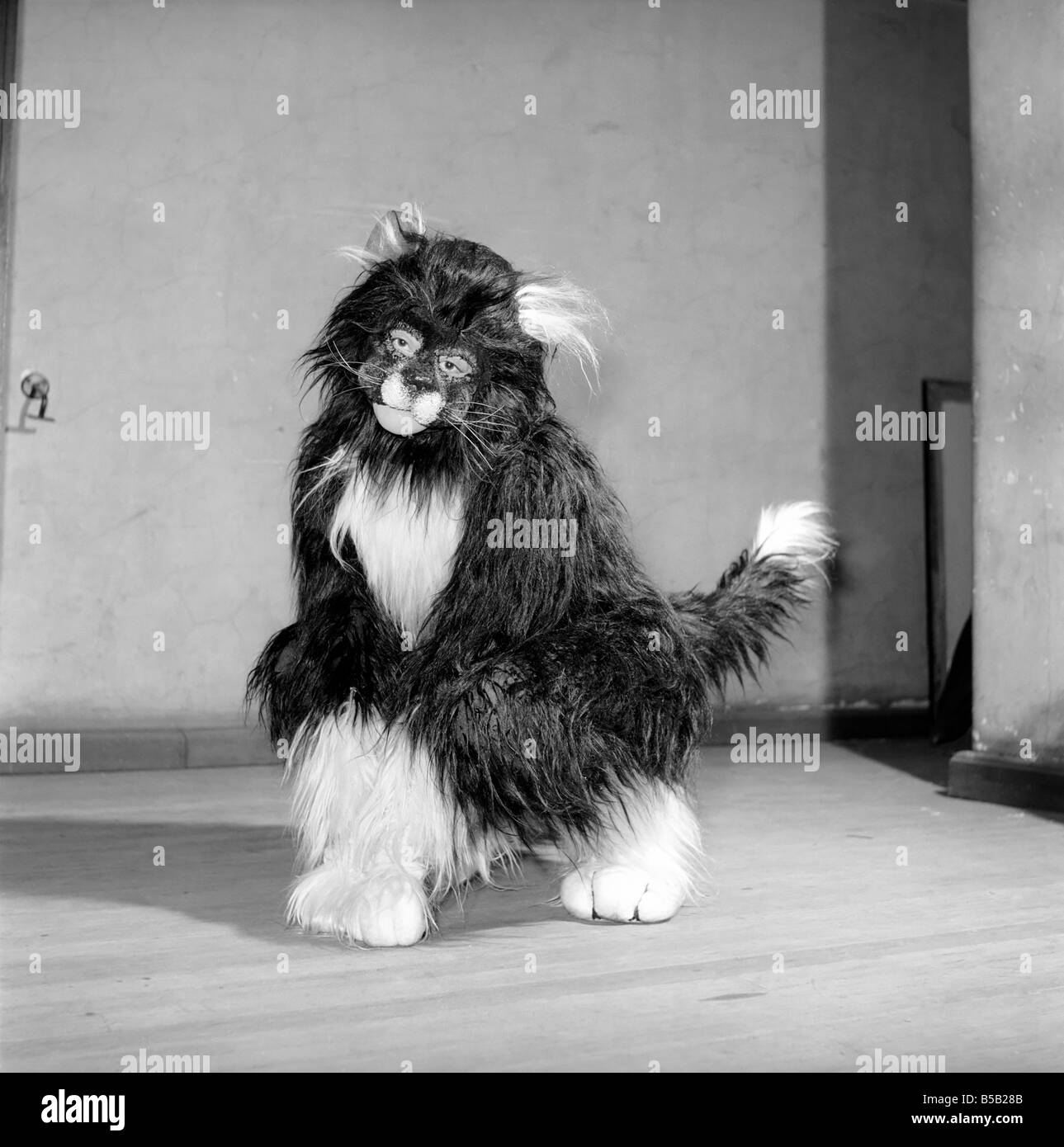 Pantomime cat: Actress Jeanie Craig as Tommy the cat in Dick ...