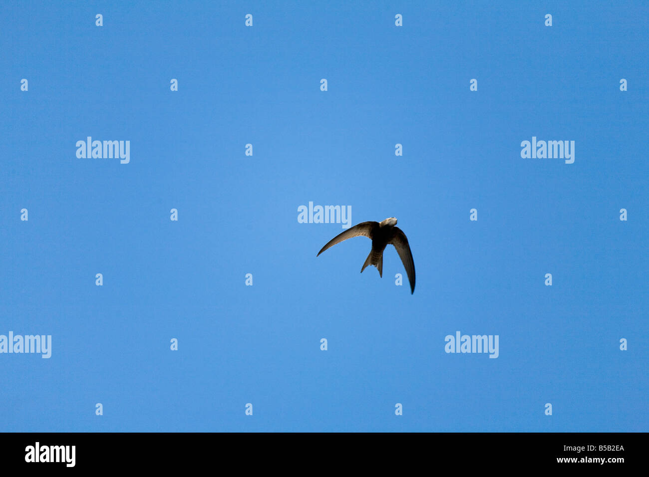 Swift hi-res stock photography and images - Alamy