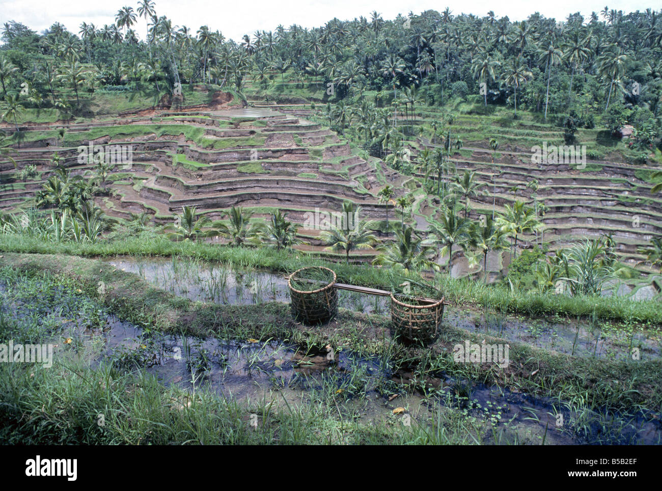 Terraced rice paddies near a small village in inland Bali Stock Photo ...