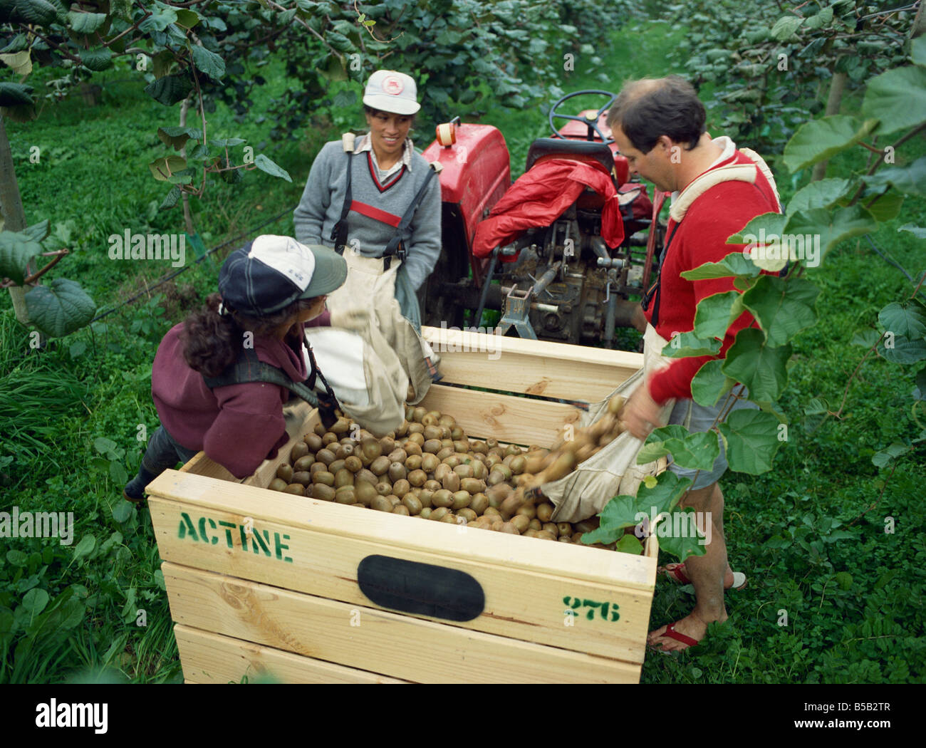 Pickers unloading kiwi fruit into a trailer amongst vines in South ...