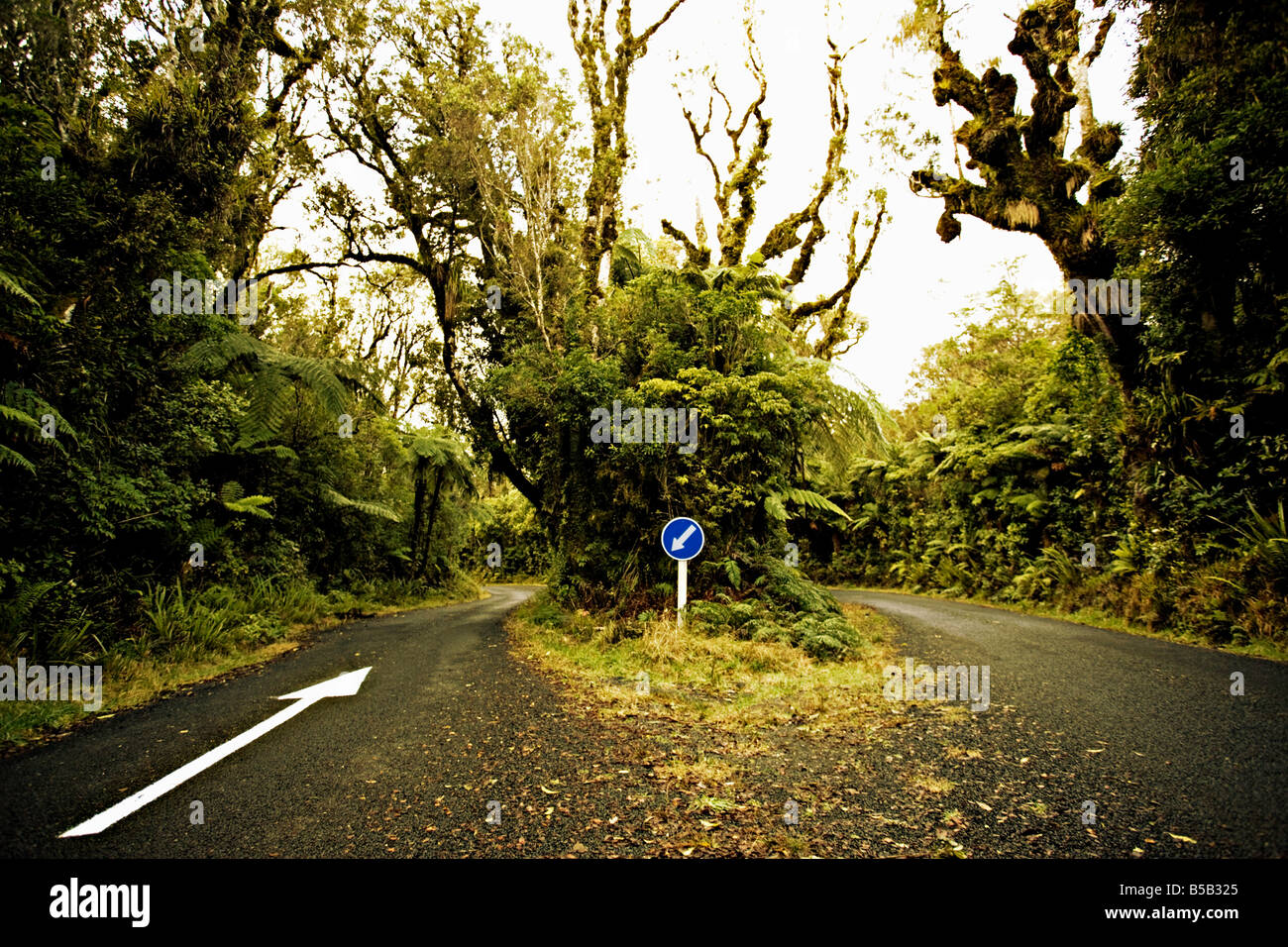 North island road through bush hi-res stock photography and images - Alamy