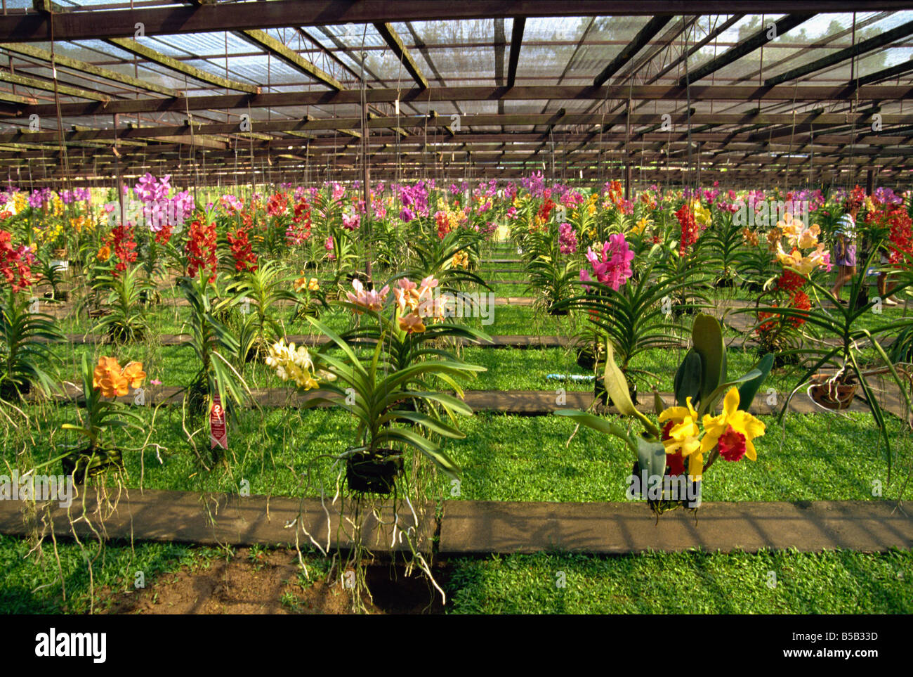 Orchid farm Chiang Mai Thailand Southeast Asia Asia Stock Photo - Alamy
