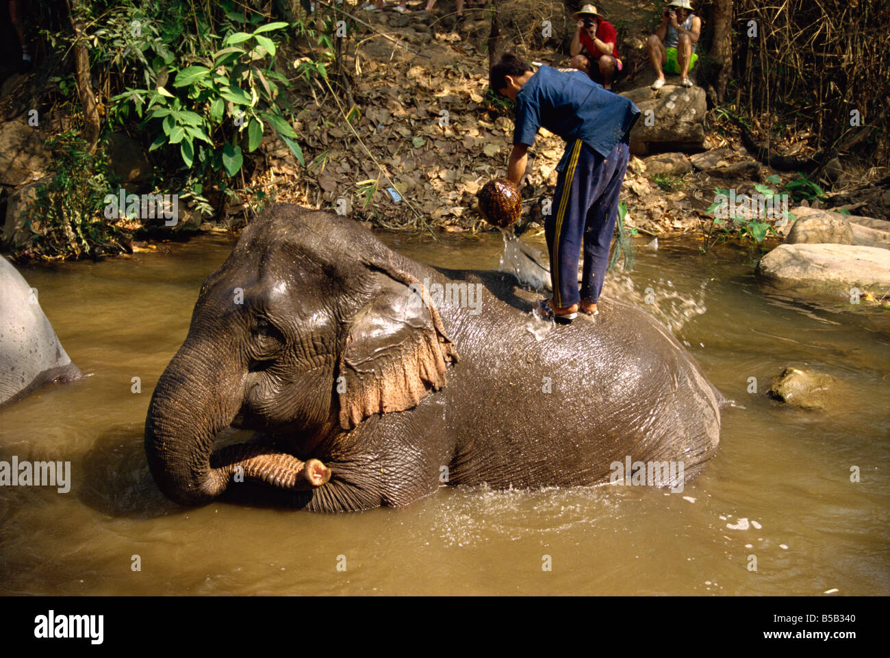 Mahout washing elephant Elephant Camp near Chiang Mai Thailand ...