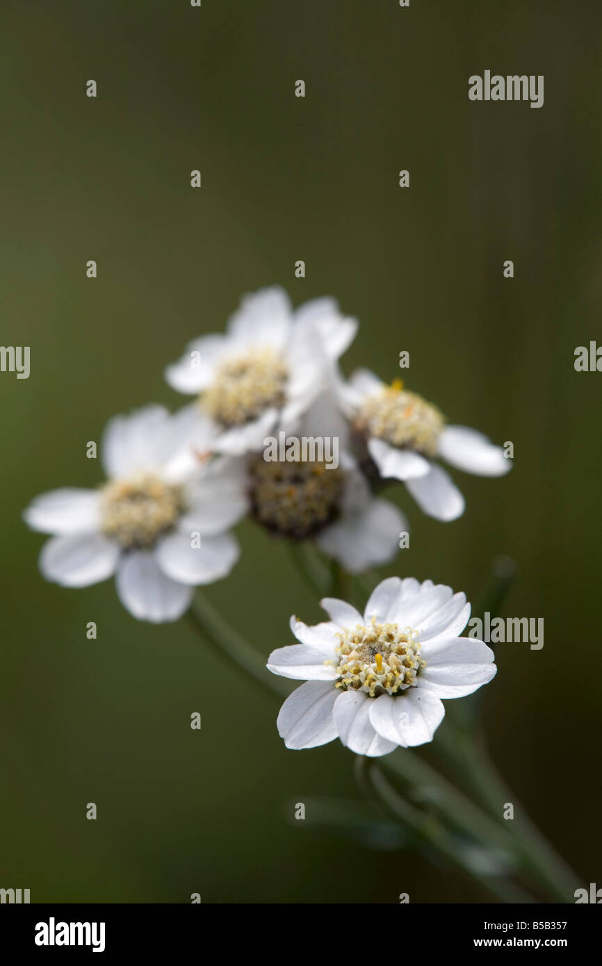 Achillea ptarmica flora hi-res stock photography and images - Alamy