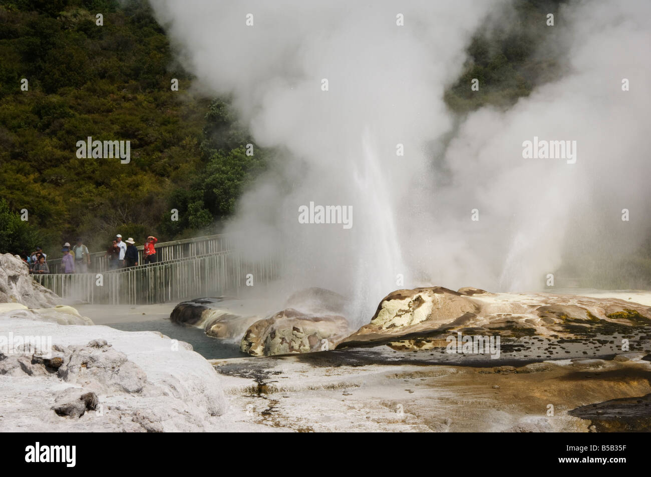 Pohutu Geyser at Te Puia Wakarewarewa Geothermal Village, Rotorua ...