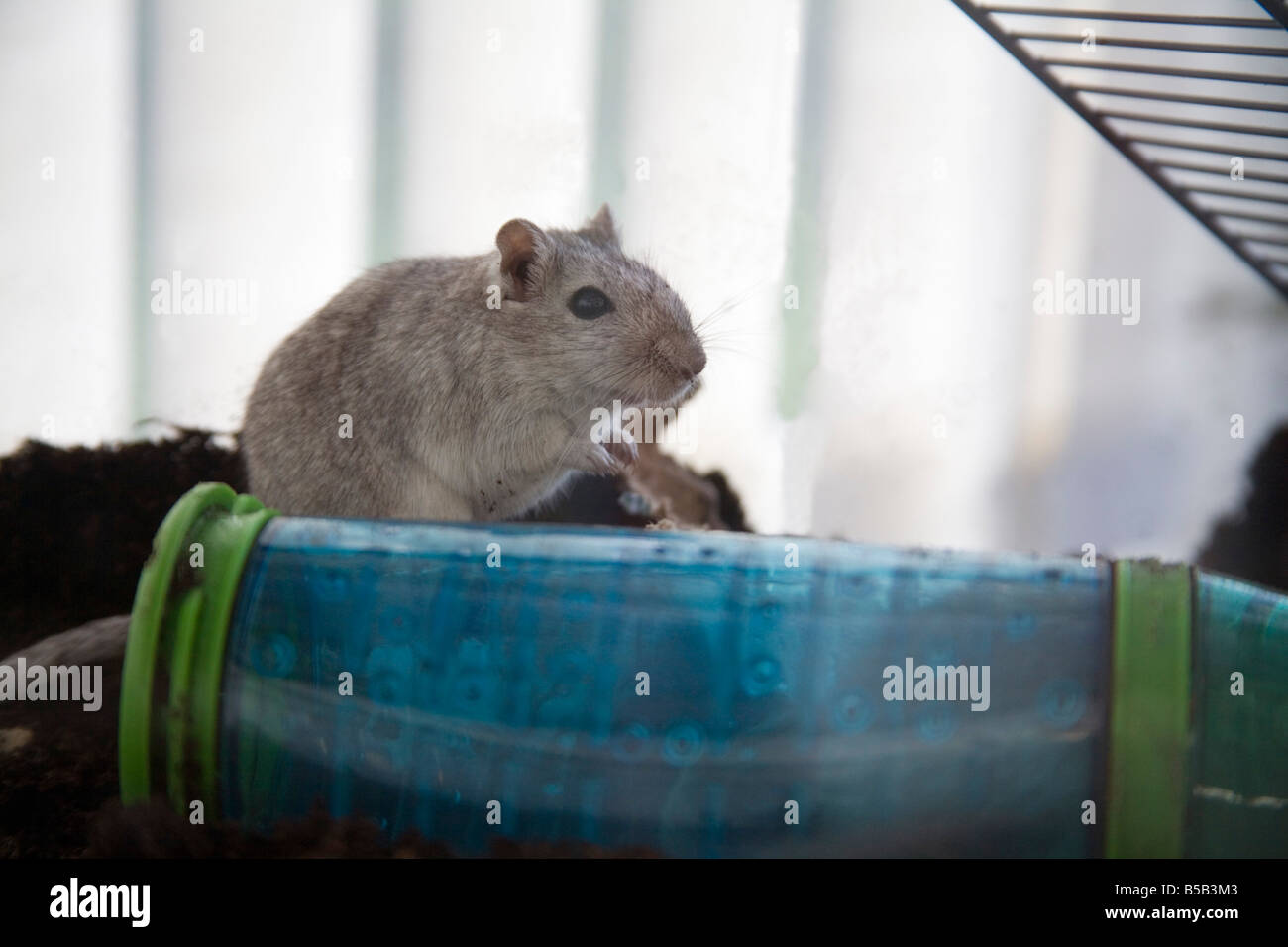 Close Up Studio A grey gerbil above ground looking around Stock Photo ...