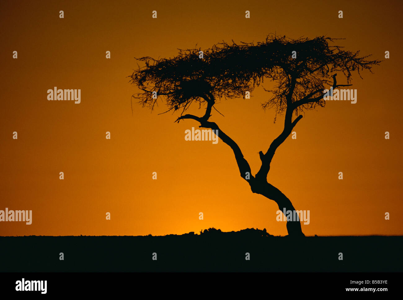 Tenere tree niger hi-res stock photography and images - Alamy