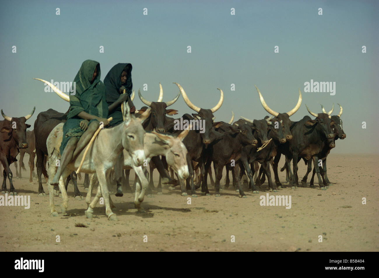 Cattle herd Niger West Africa Africa Stock Photo - Alamy