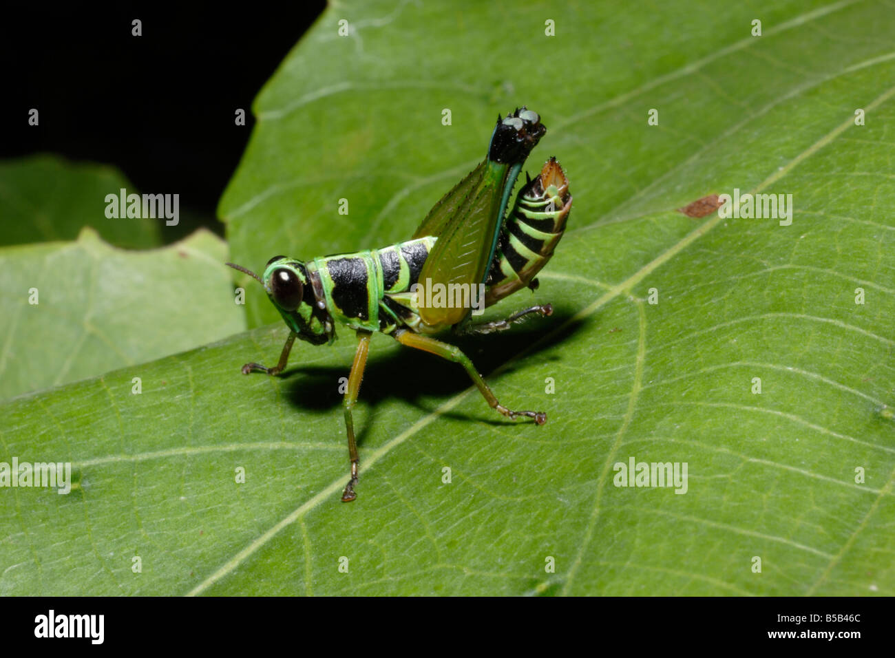 Monkeyhopper hi-res stock photography and images - Alamy