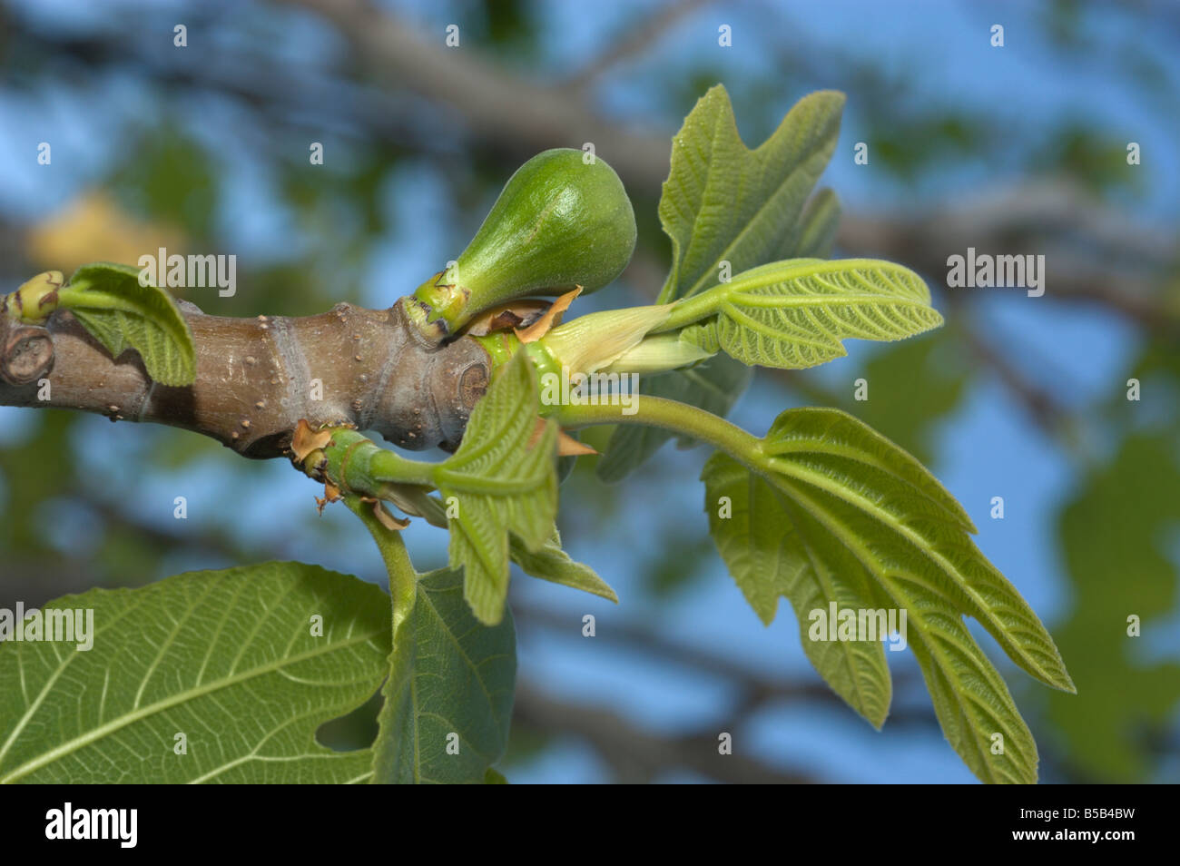 Figtree hi-res stock photography and images - Alamy