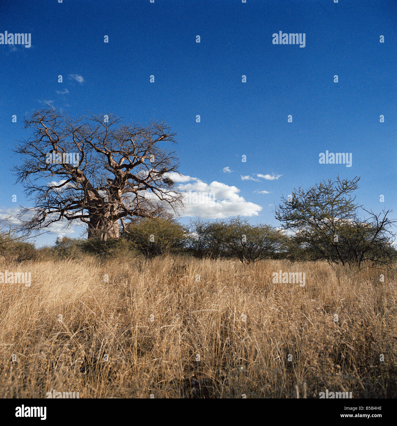 South Africa, Limpopo Province, Kruger Park, Southern most baobab in ...