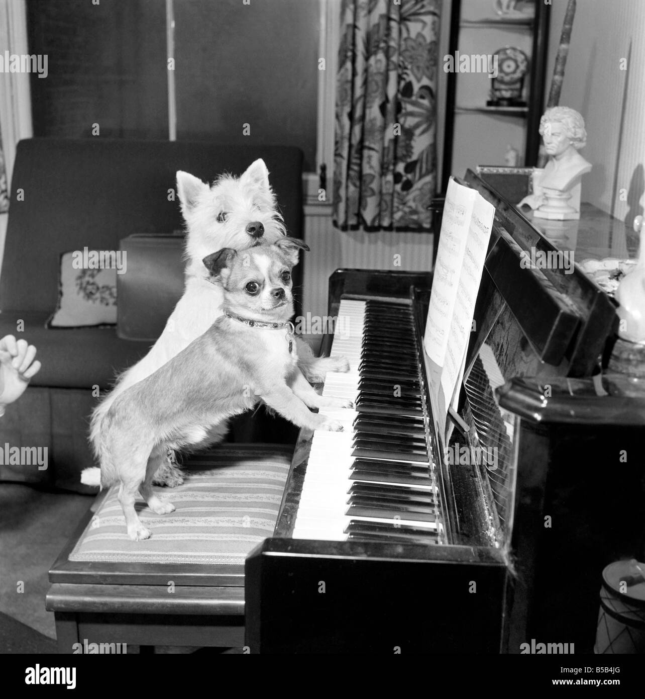 Dog playing the piano. 1965 C100a-008 Stock Photo - Alamy