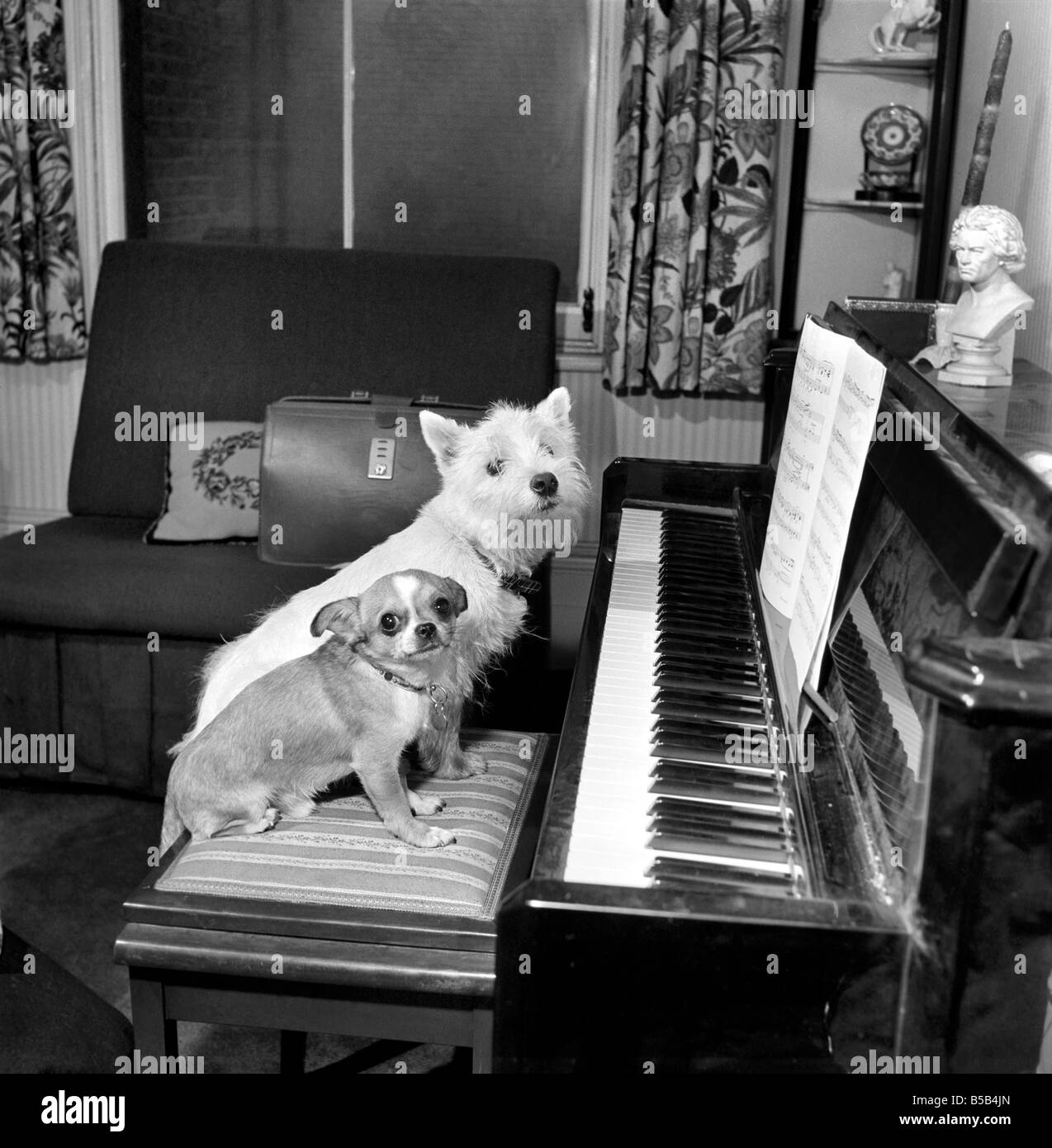 Dog playing the piano. 1965 C100a-010 Stock Photo - Alamy