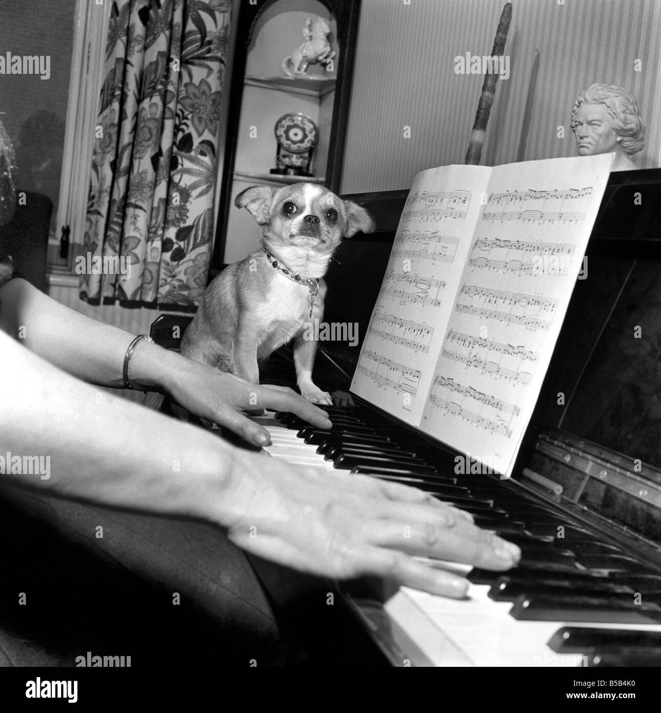 Dog playing the piano. 1965 C100a-013 Stock Photo - Alamy