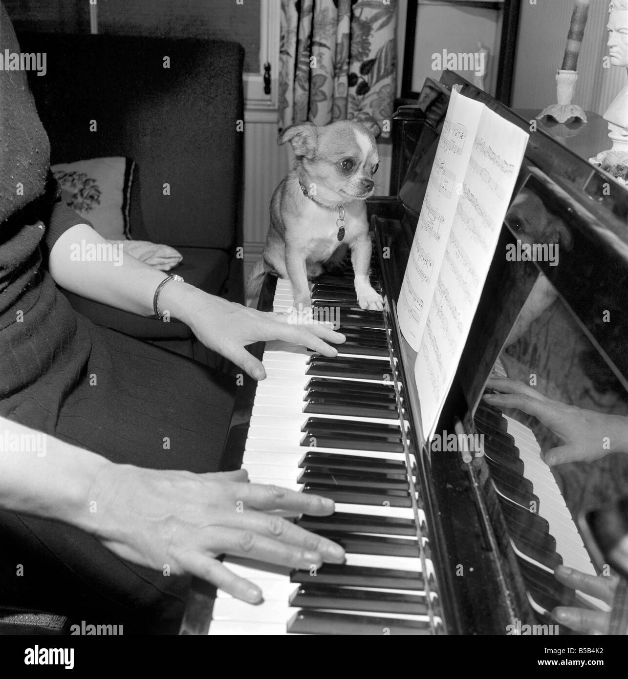 Dog playing the piano. 1965 C100a-014 Stock Photo - Alamy