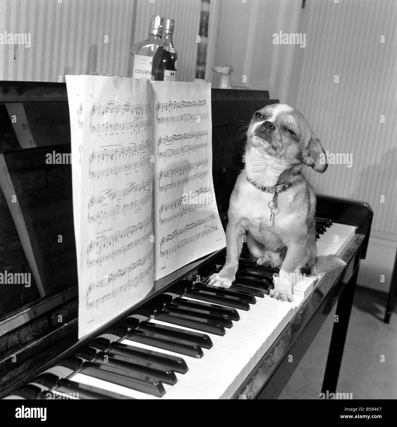 Dog playing the piano. 1965 C100a-015 Stock Photo - Alamy