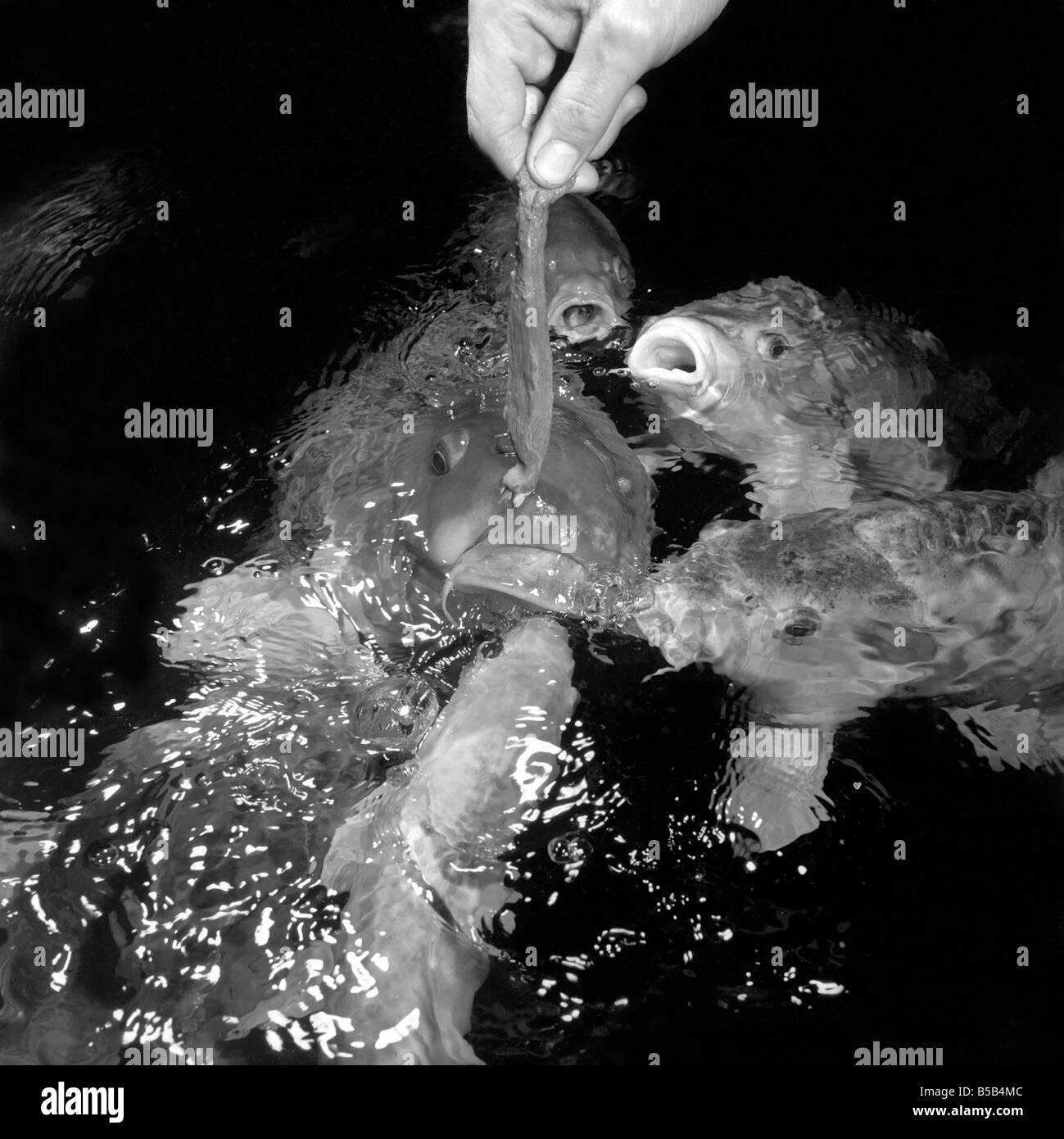 Feeding fish at London Zoo. 1959 C26-001 Stock Photo - Alamy