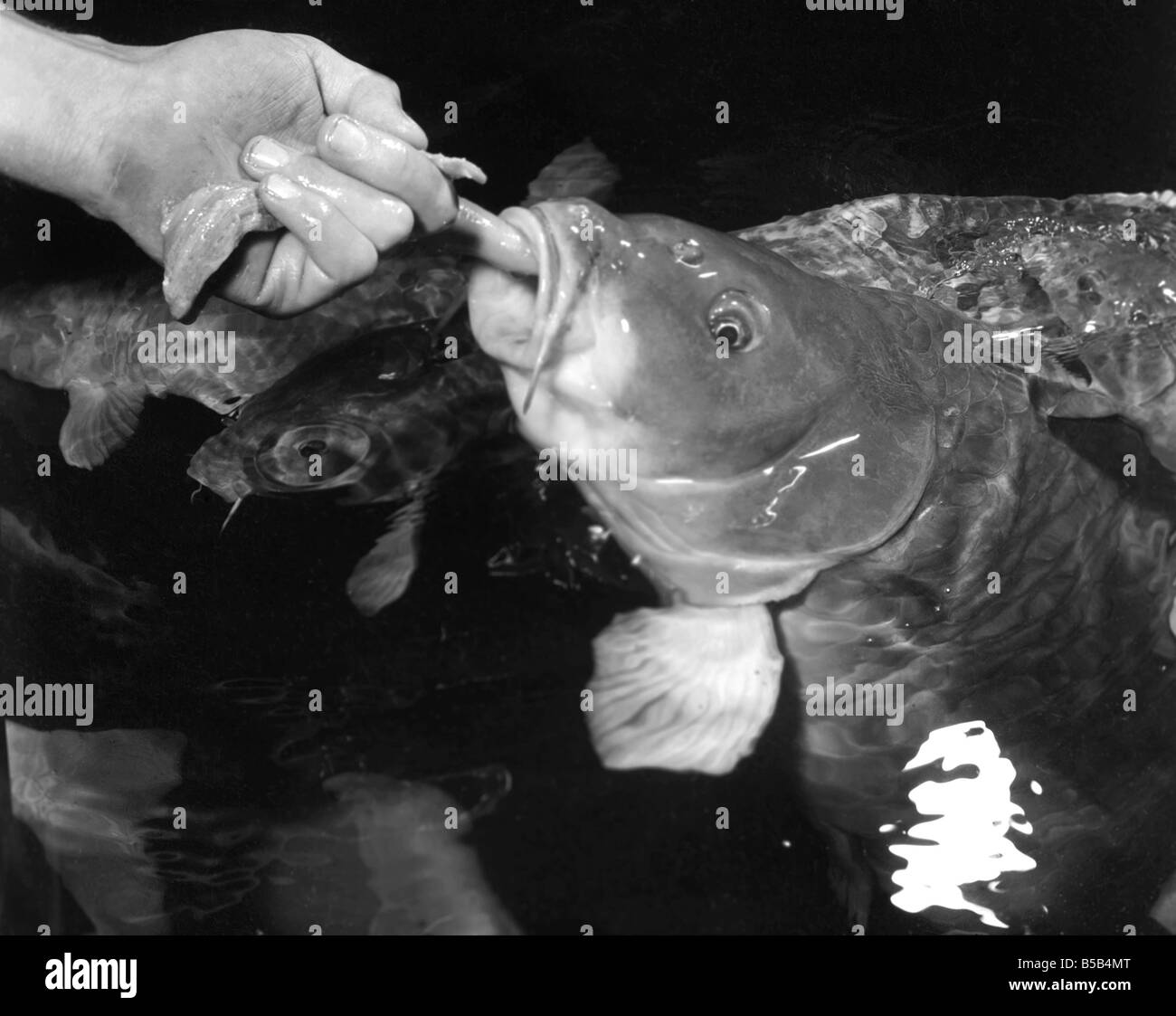 London zoo 1950s hi-res stock photography and images - Alamy