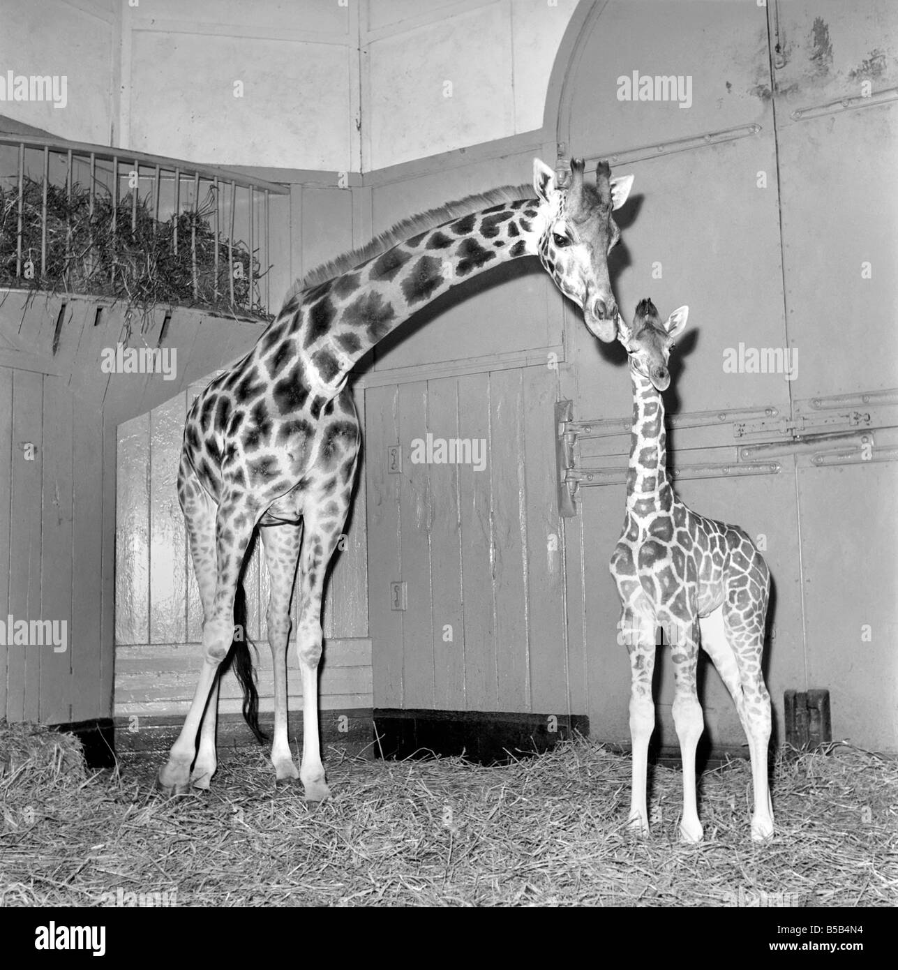 Giraffe at London Zoo with baby. 1960 C28-003 Stock Photo - Alamy