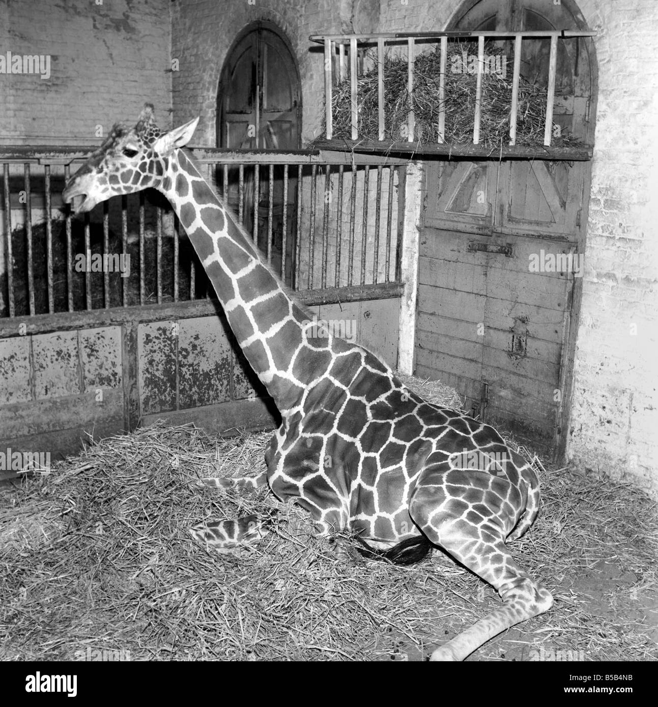Giraffe at London Zoo with baby. 1960 C28-006 Stock Photo - Alamy