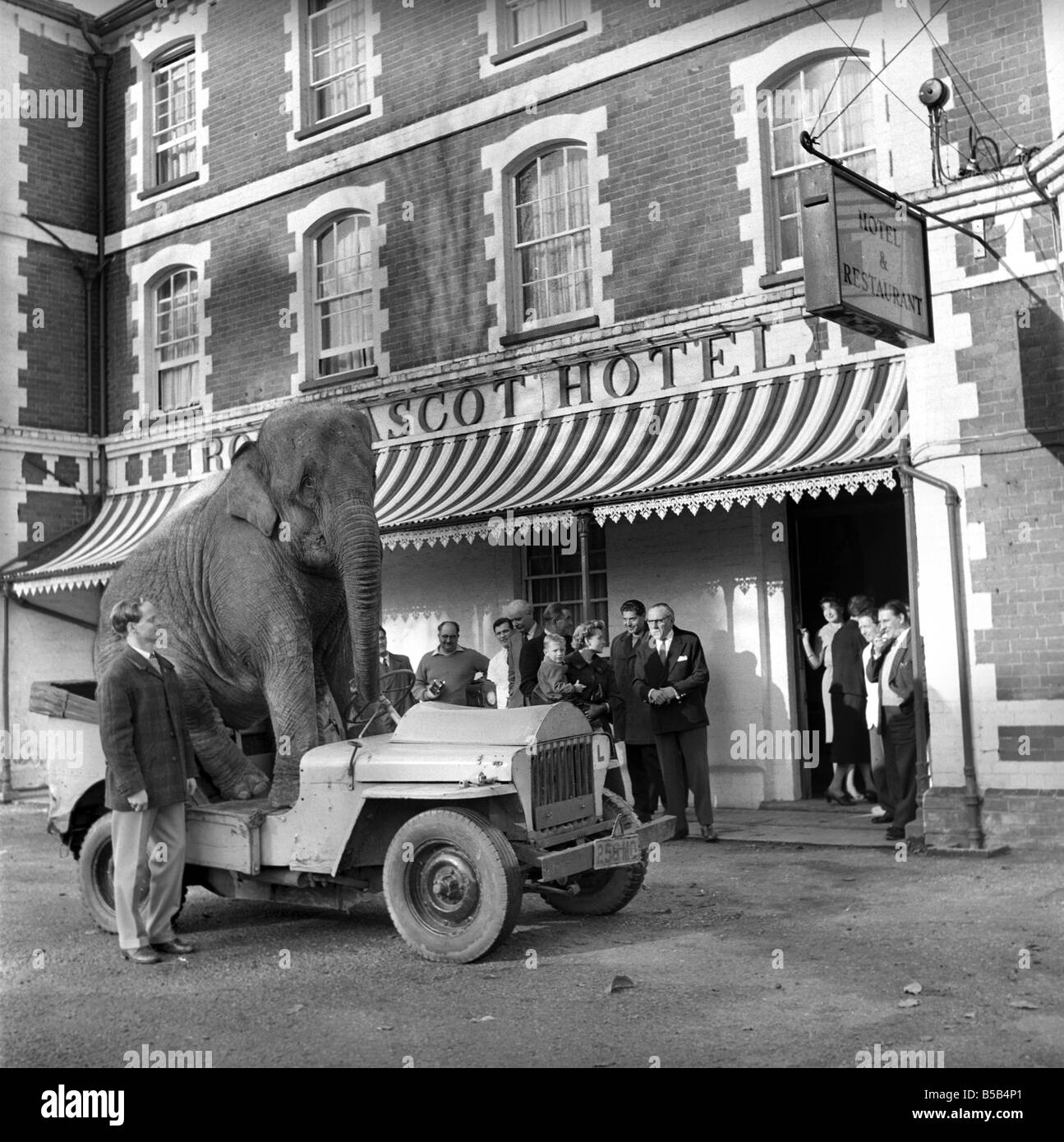 Elephant driving car. 1960 C34-001 Stock Photo - Alamy