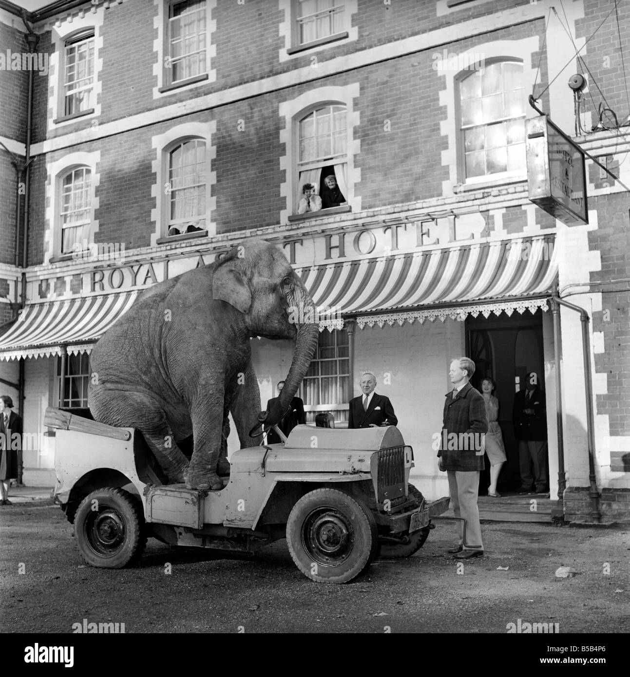 Elephant driving car. 1960 C34-002 Stock Photo - Alamy
