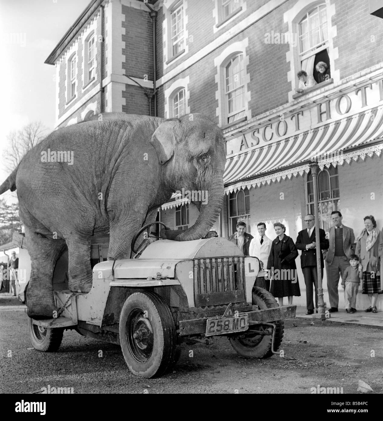 Elephant driving car. 1960 C34-005 Stock Photo - Alamy