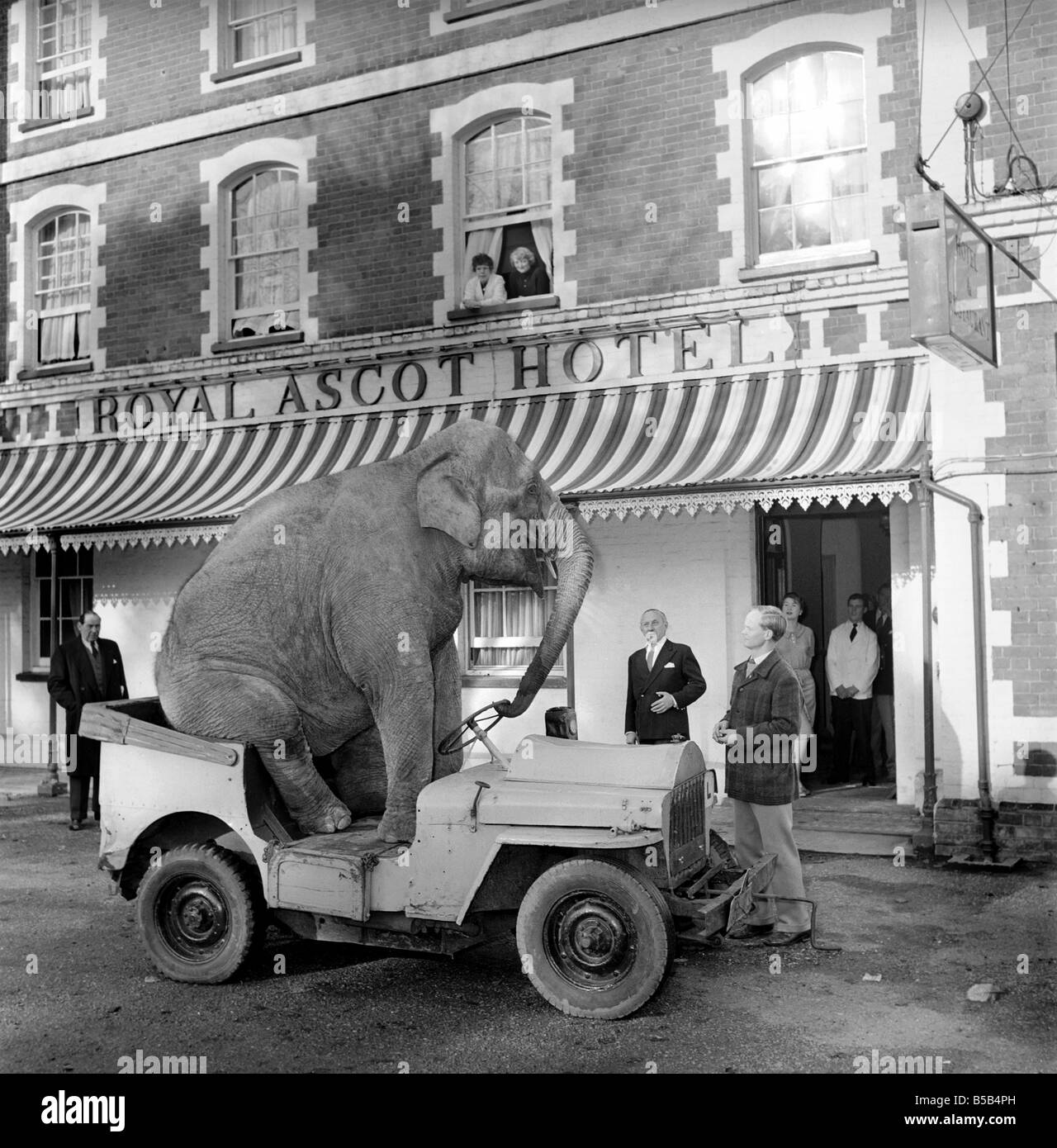 Elephant driving car. 1960 C34-007 Stock Photo - Alamy