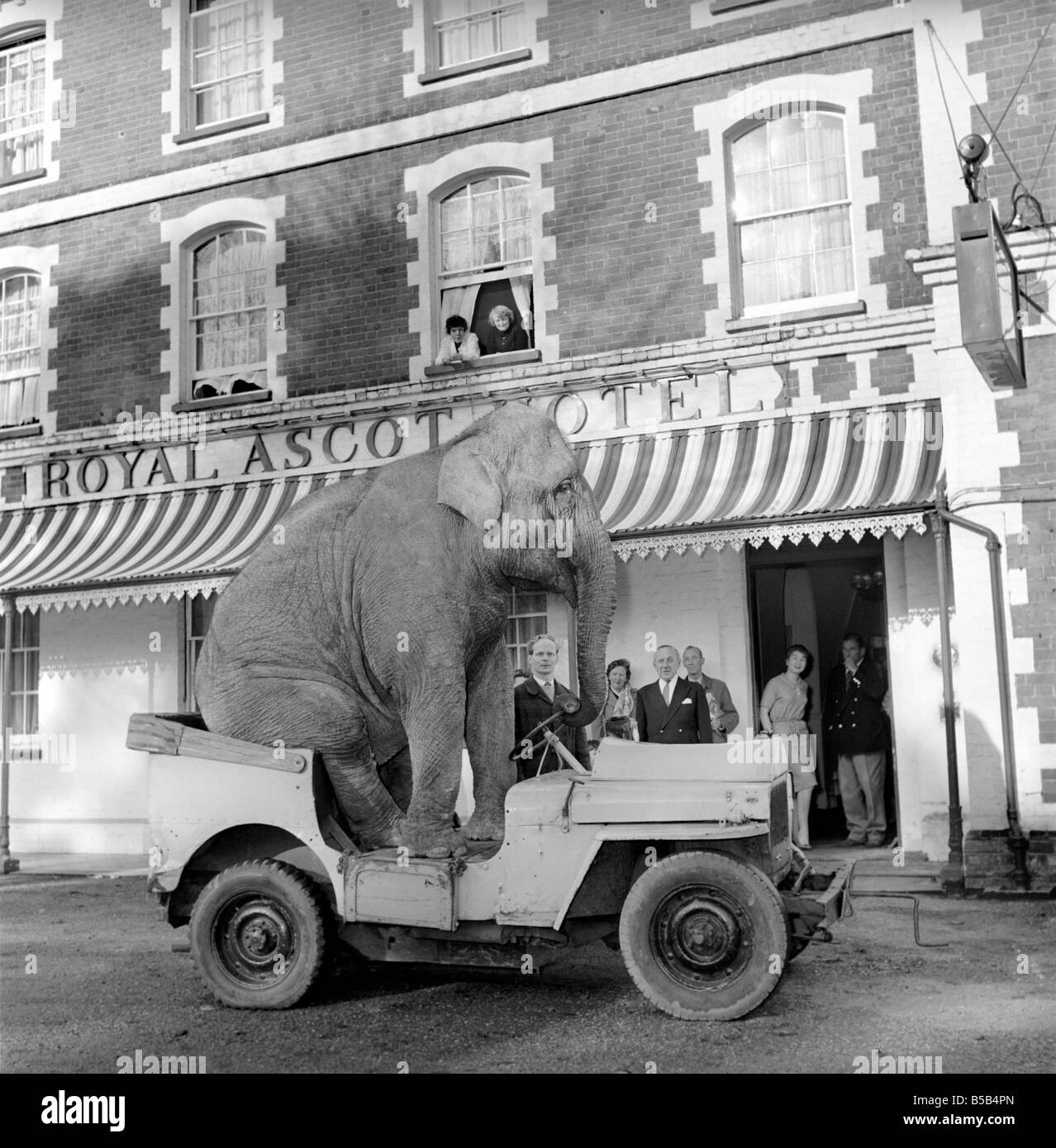 Elephant driving car. 1960 C34-008 Stock Photo - Alamy