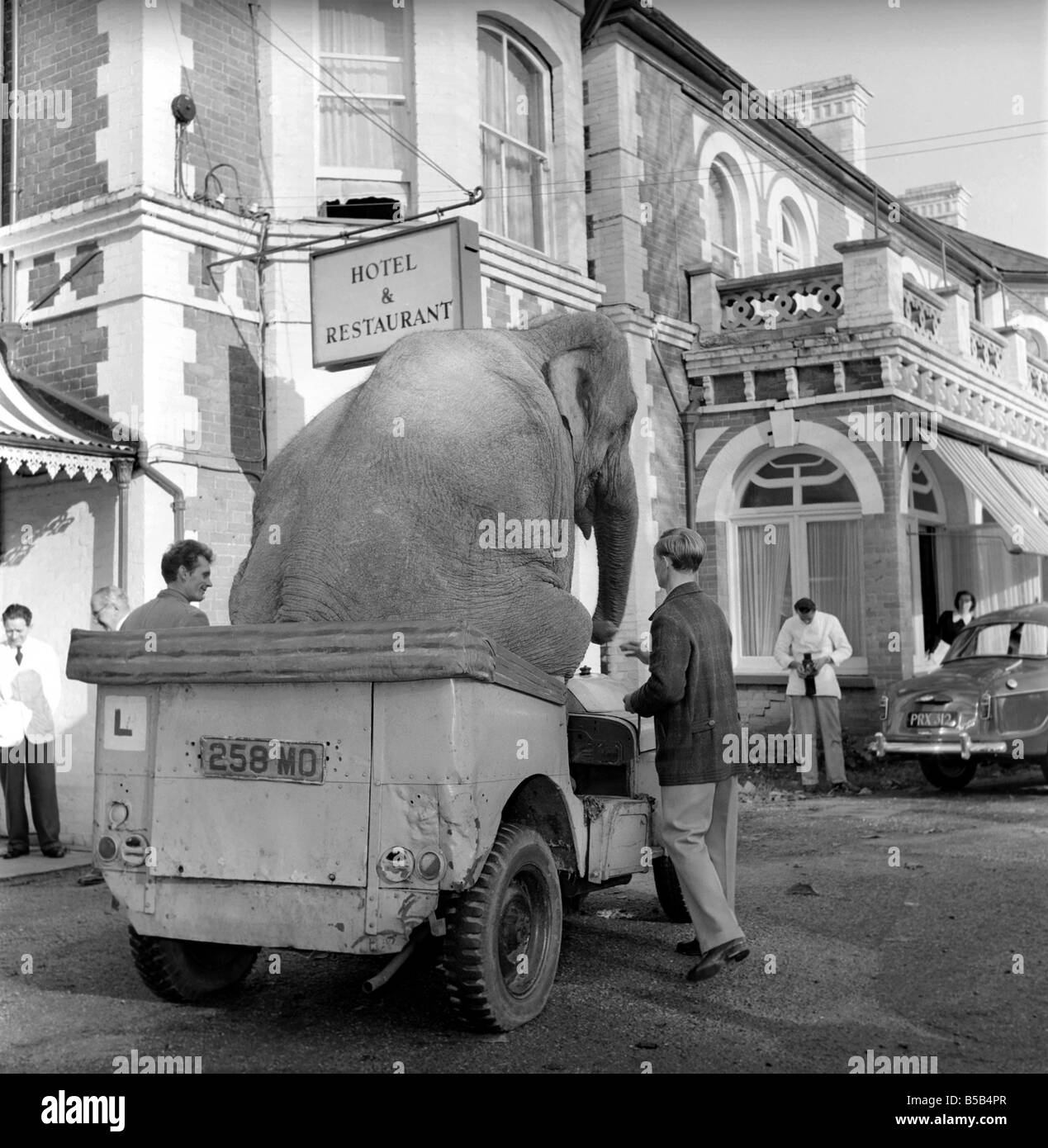 Elephant driving car. 1960 C34-009 Stock Photo - Alamy