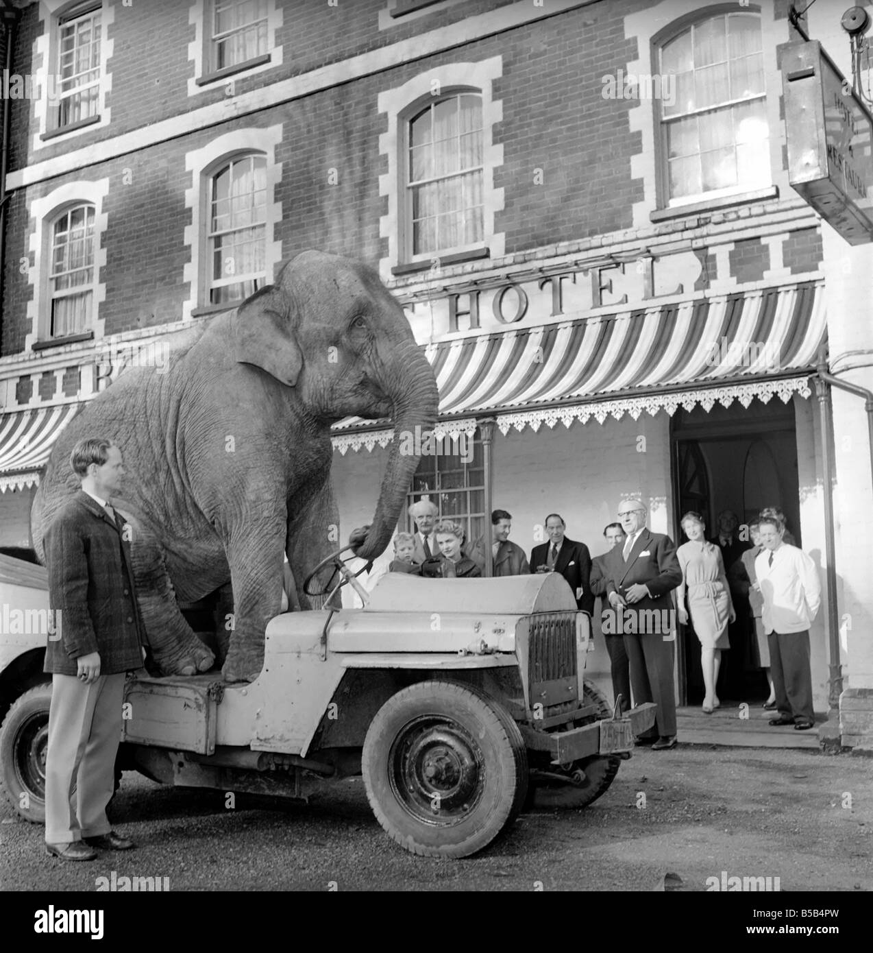 Elephant driving car. 1960 C34-010 Stock Photo - Alamy