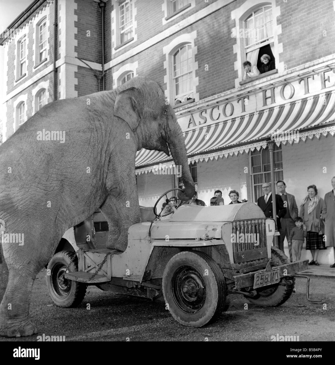 Elephant driving car. 1960 C34-011 Stock Photo - Alamy