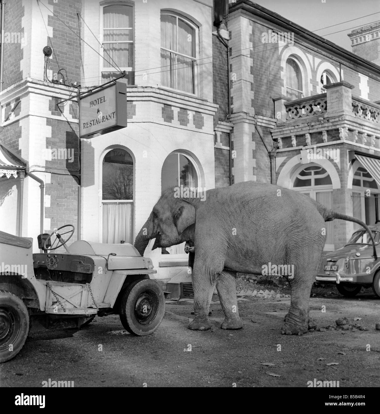 Elephant driving car. 1960 C34 Stock Photo - Alamy
