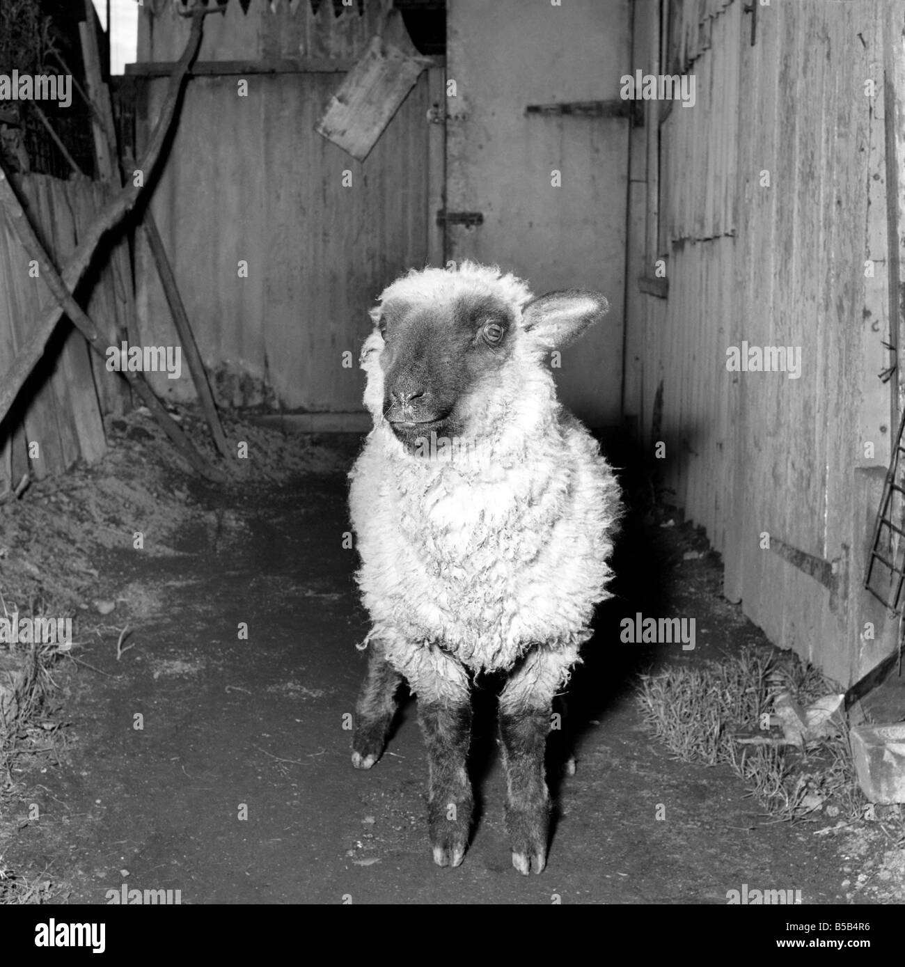 Pet lamb seen here living in the house of her owner. 1960 C34A-001 ...