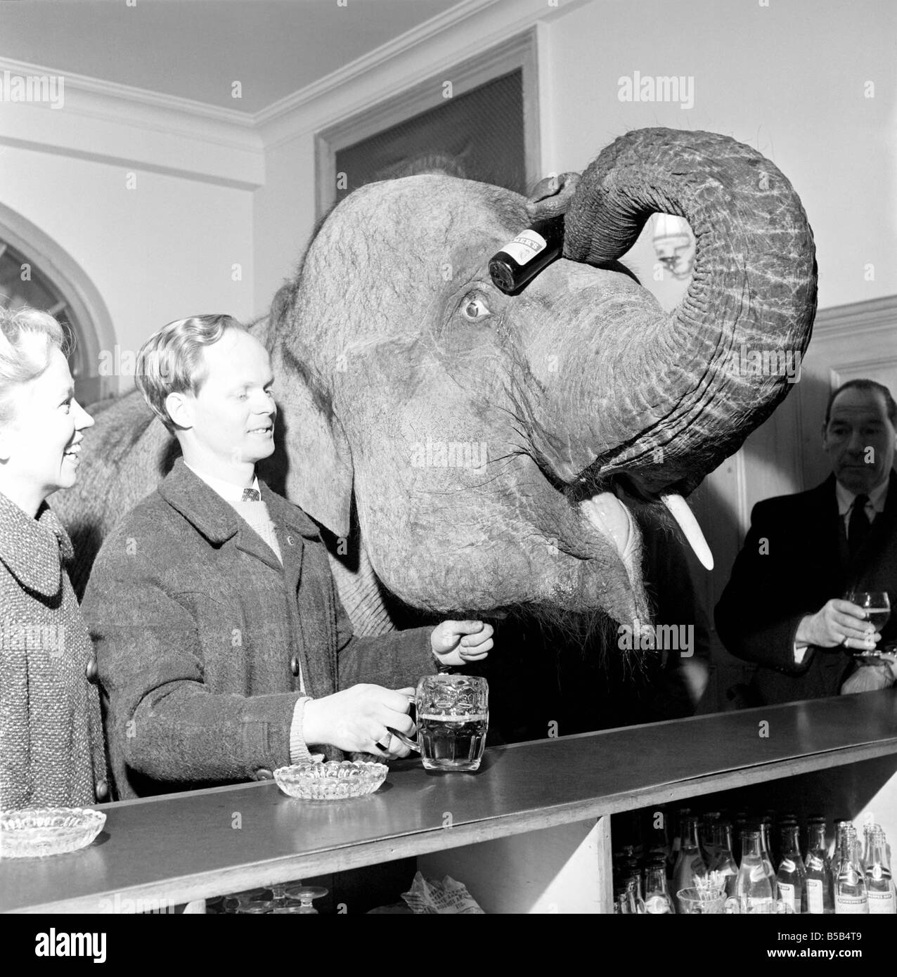 Elephant visit pub and orders drinks. 1960 C34B-001 Stock Photo - Alamy