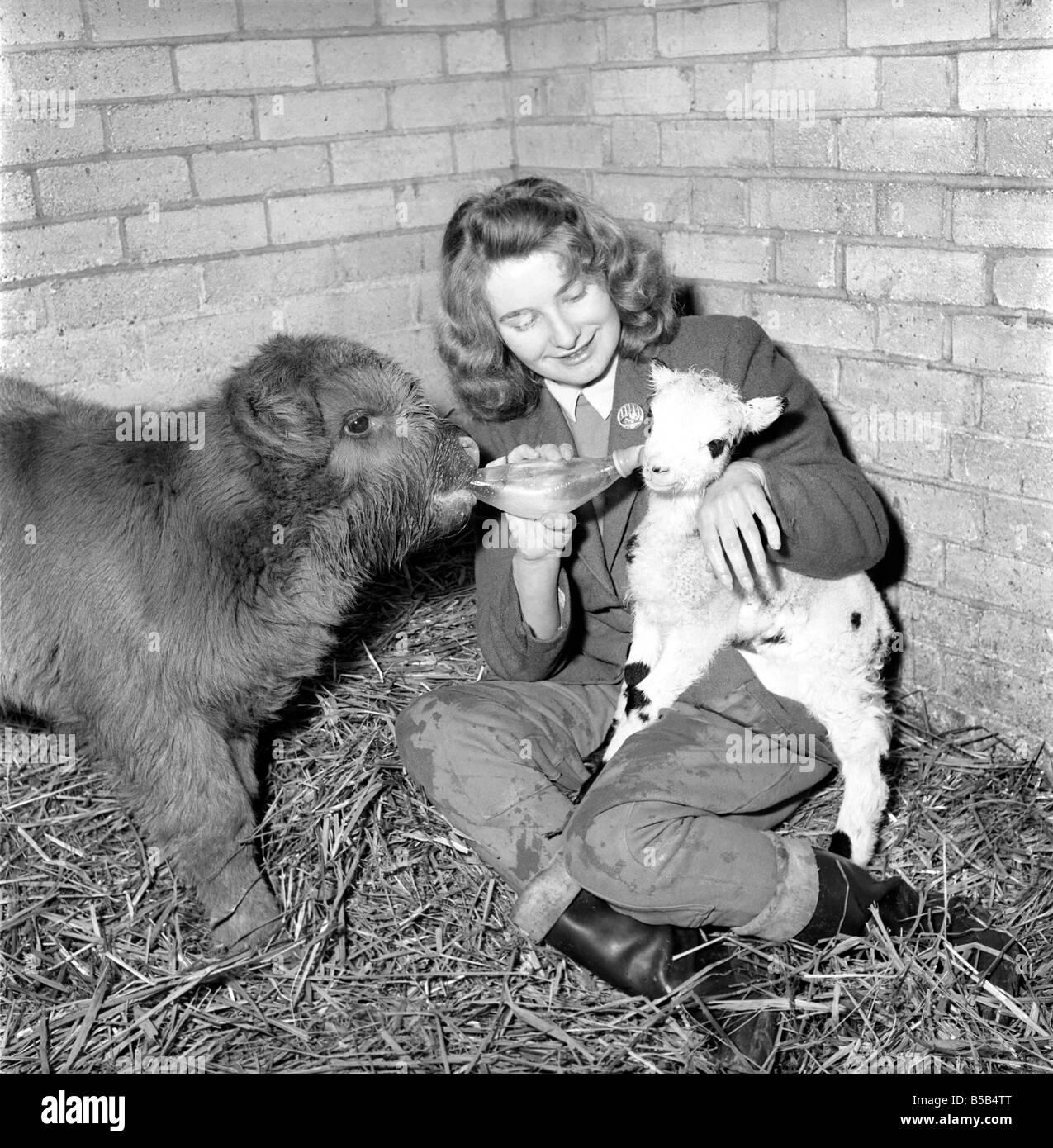 Calf and lamb with keeper at Whipsnade Zoo. 1965 C43-001 Stock Photo ...