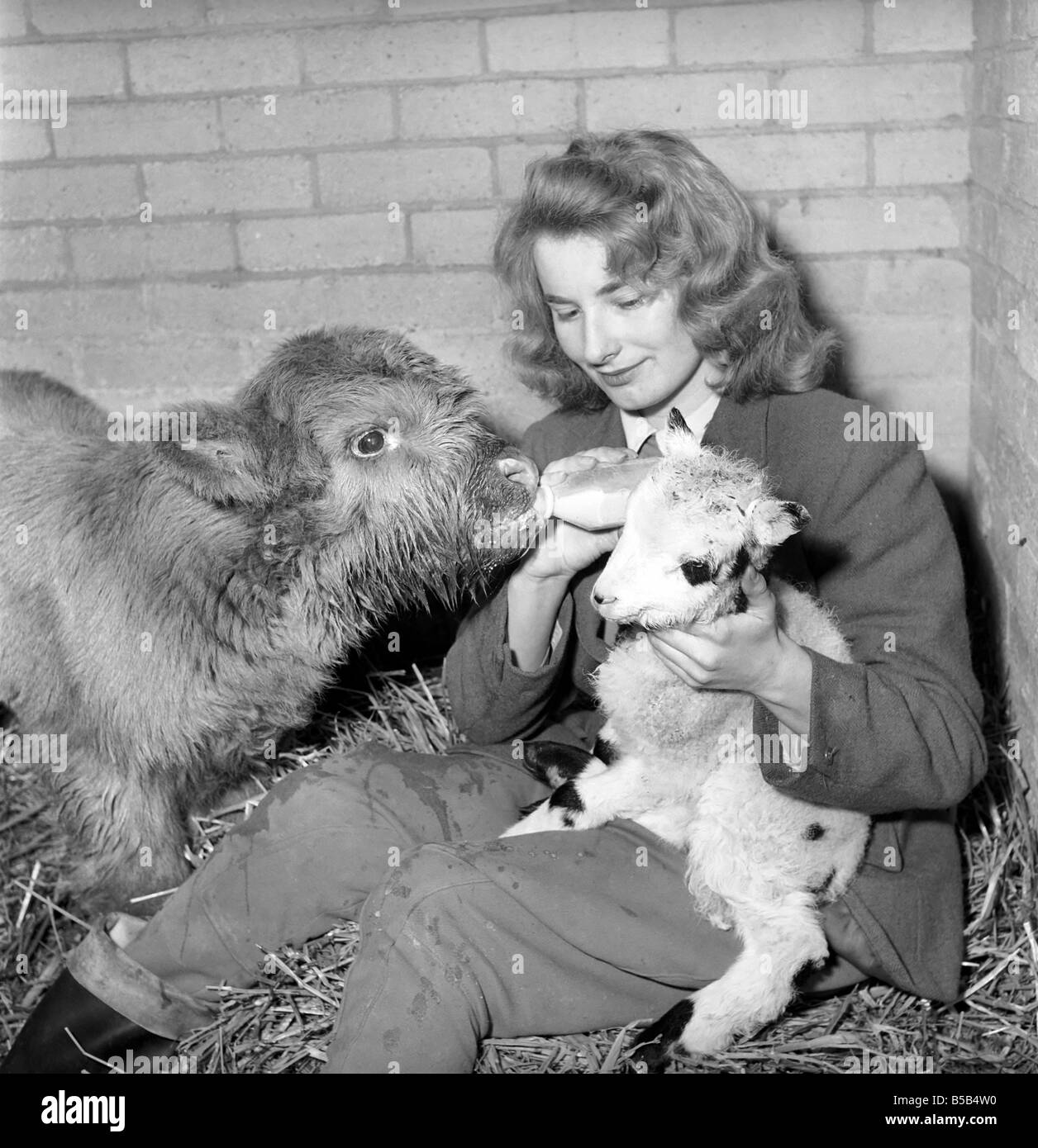 Cow keeper Black and White Stock Photos & Images - Alamy