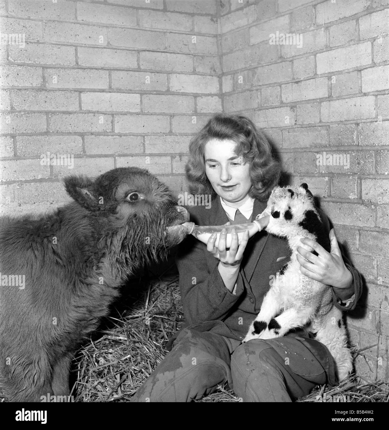 Calf and lamb hi-res stock photography and images - Alamy