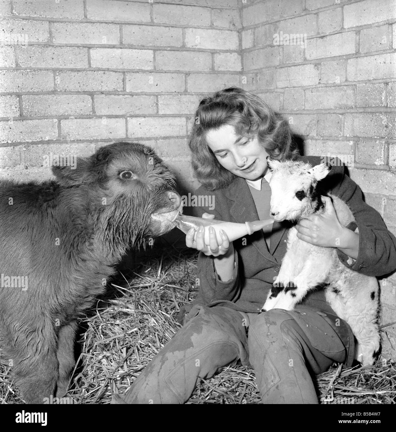 Cow keeper Black and White Stock Photos & Images - Alamy