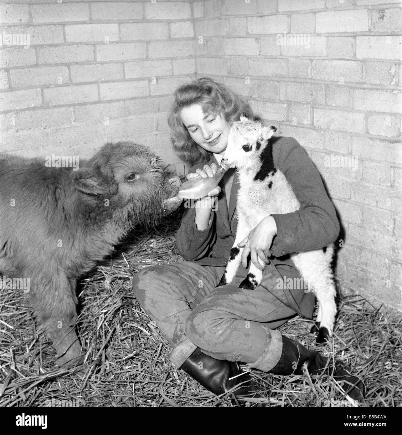 Cute baby cow calf Black and White Stock Photos & Images - Alamy