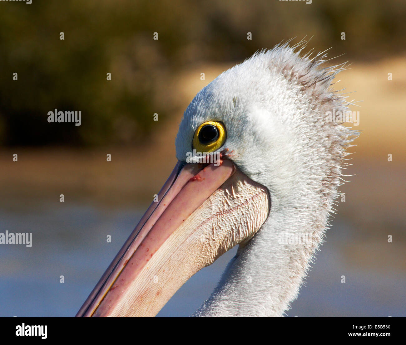 A close up of a pelicans head Stock Photo - Alamy