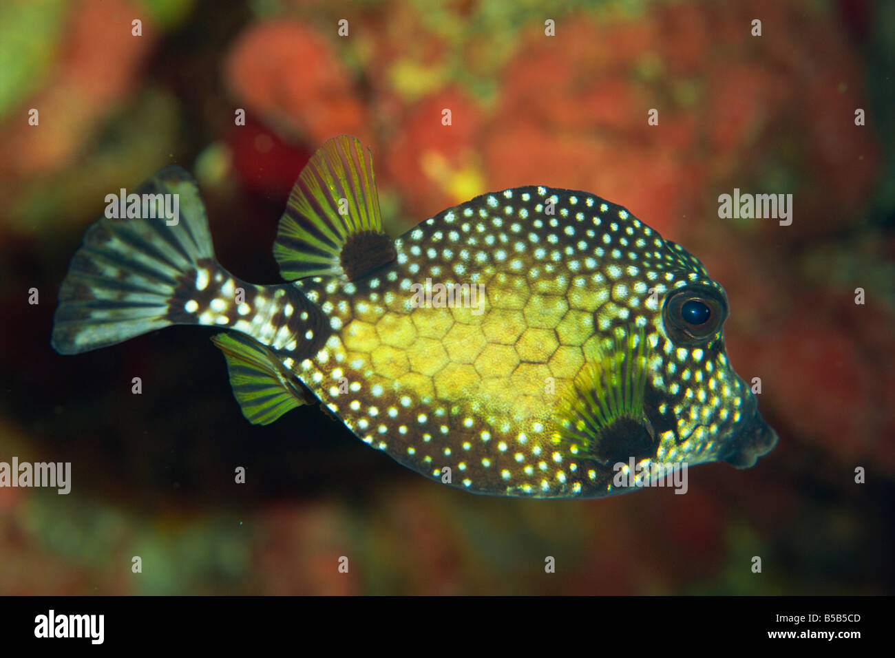 Trunkfish lactophrys triqueter caribbean sea hi-res stock photography ...