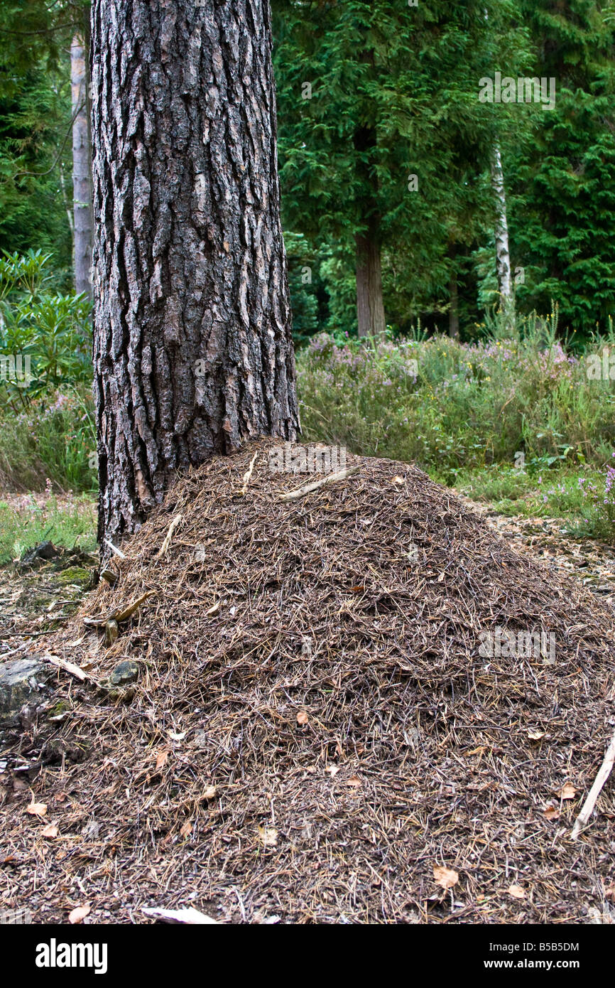 Ant hill hi-res stock photography and images - Alamy