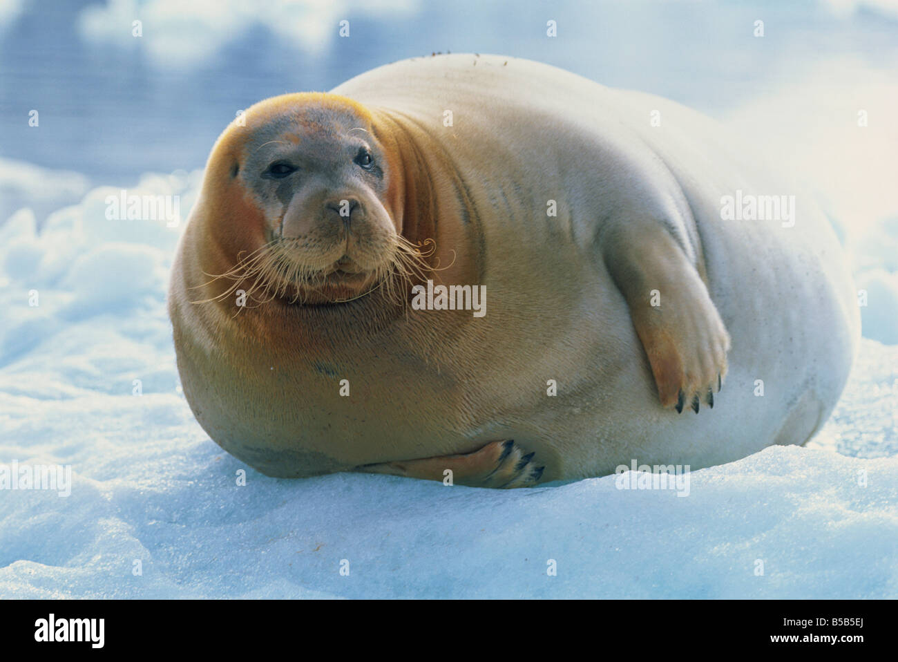 Bearded seal on ice Svalbard Arctic L Murray Stock Photo - Alamy
