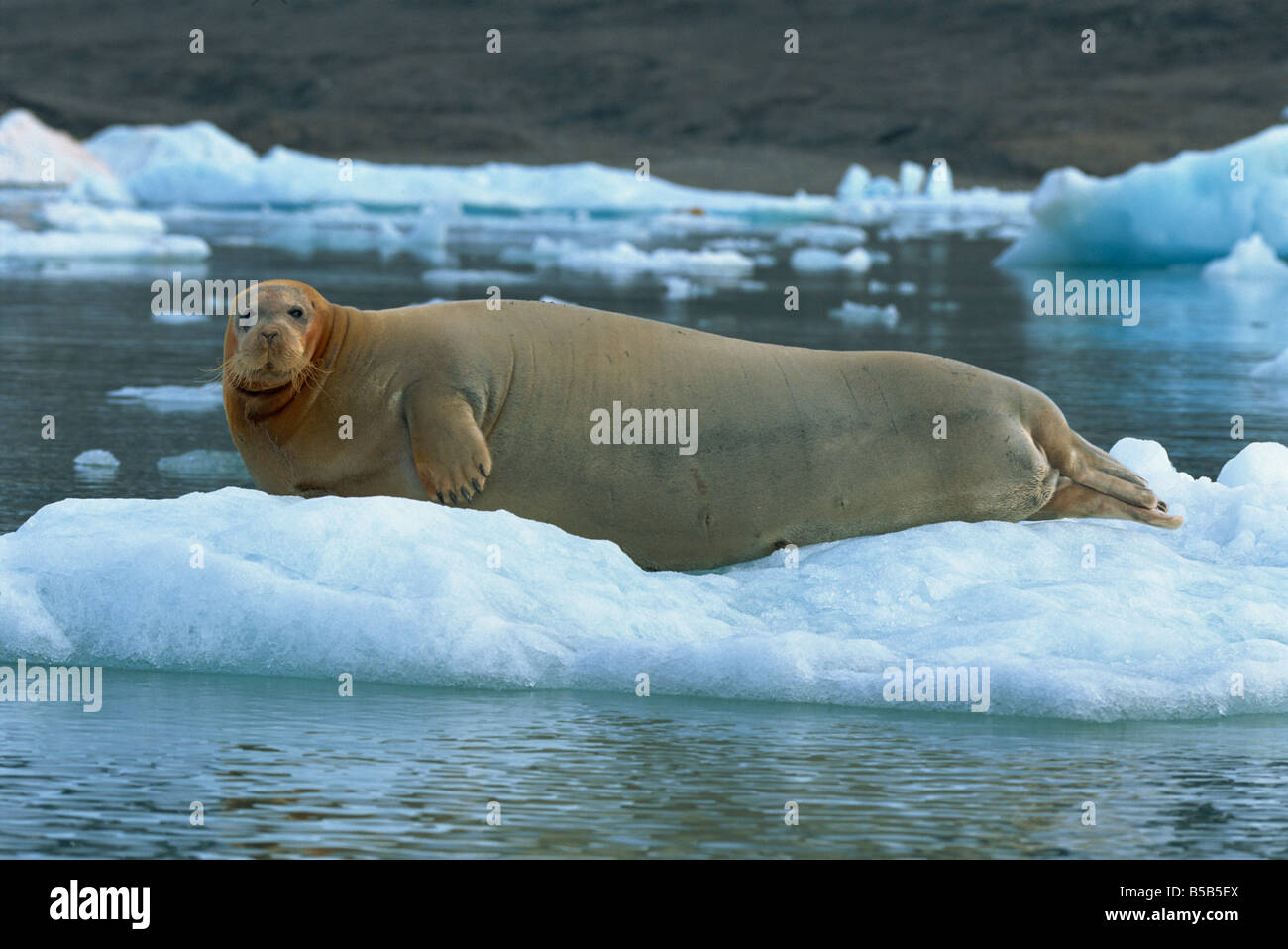 Bearded seal on ice Svalbard Arctic L Murray Stock Photo - Alamy
