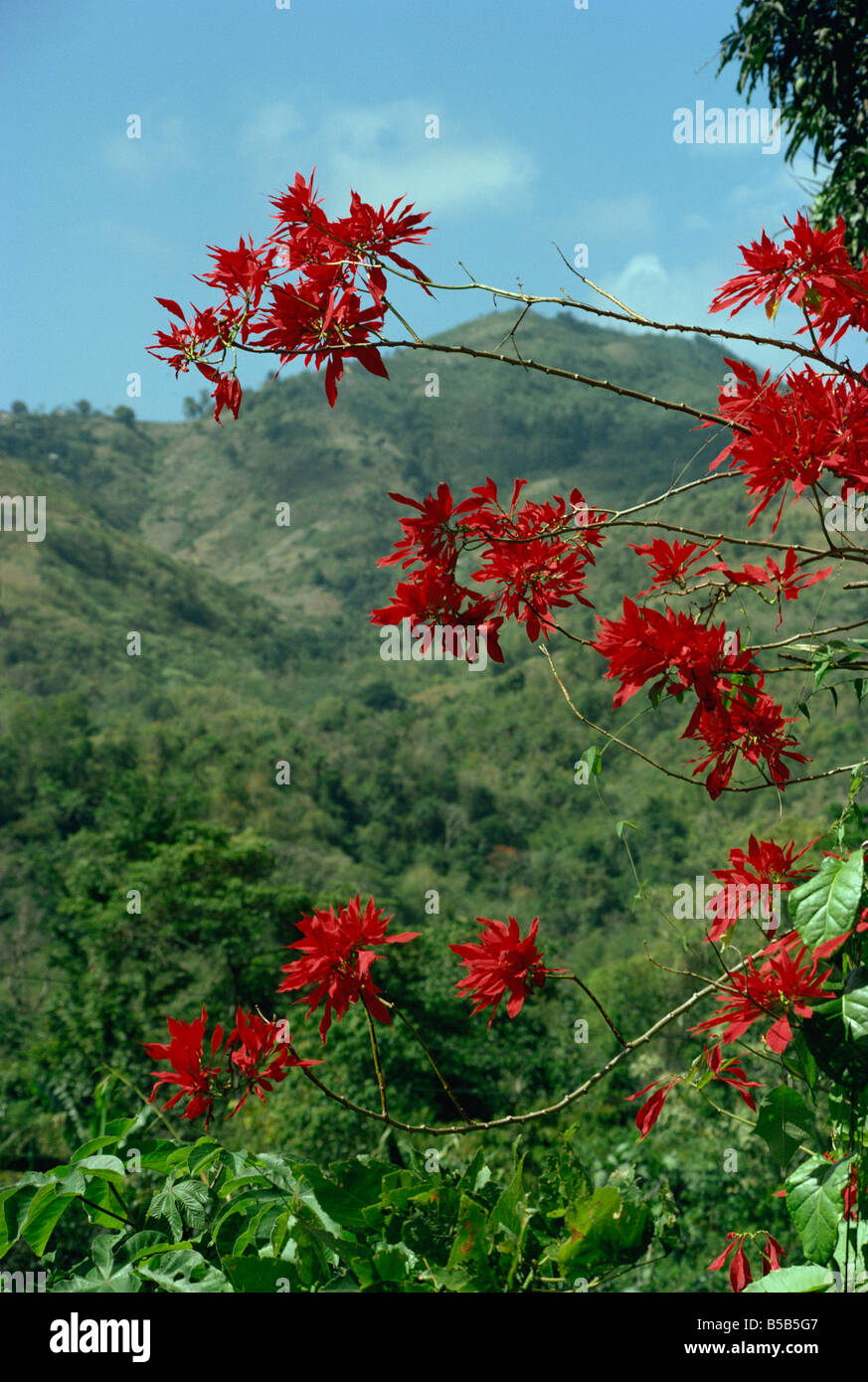 Landscape, Trinidad, West Indies, Caribbean, Central America Stock ...