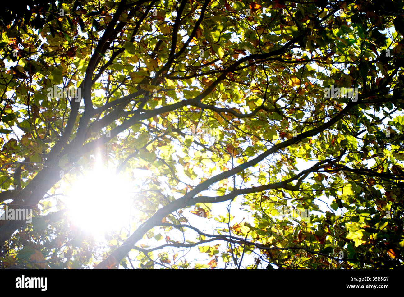 light against tree Stock Photo - Alamy