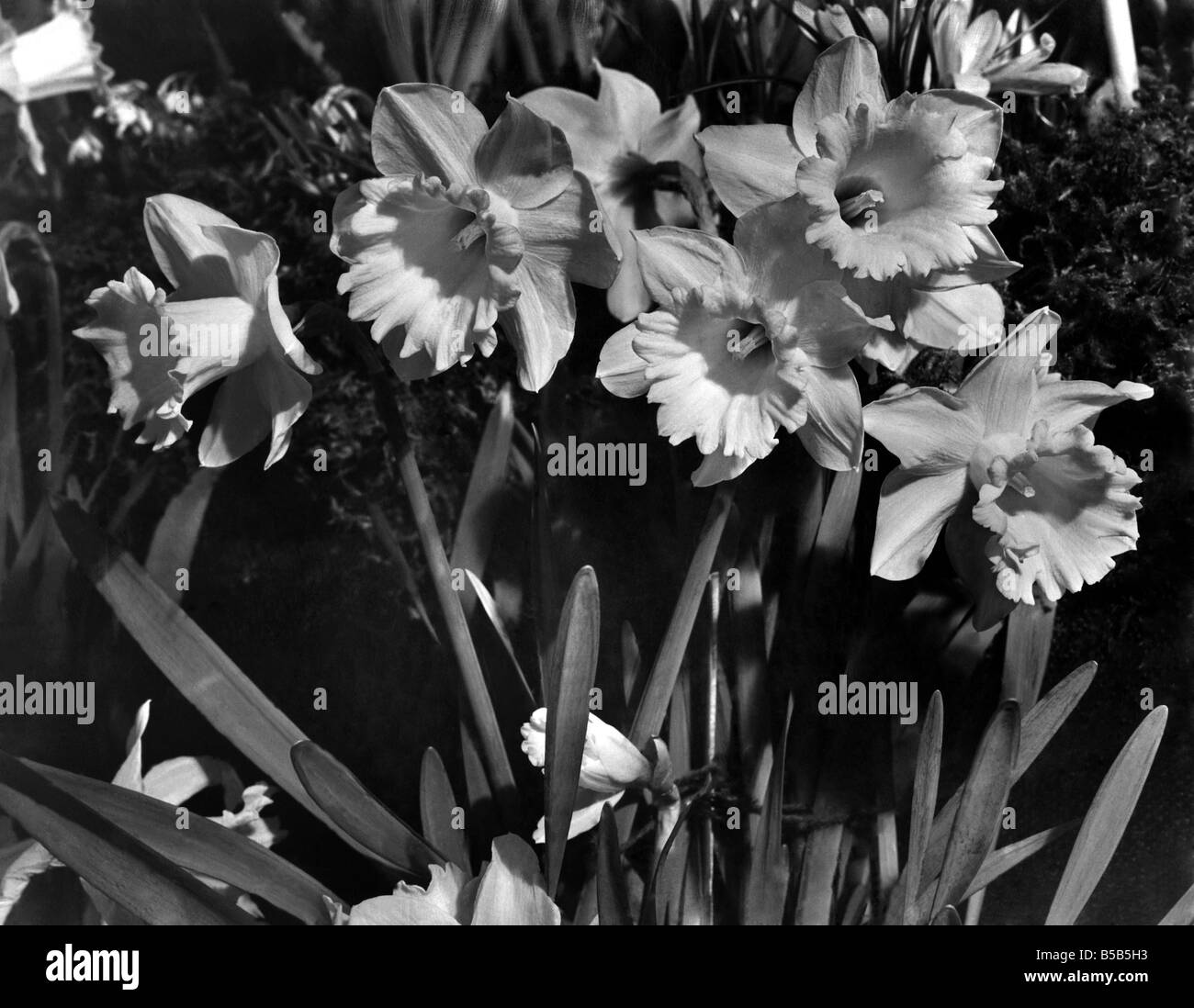 Daffodils on display at the Spring Flower Show March 1953 Stock Photo ...